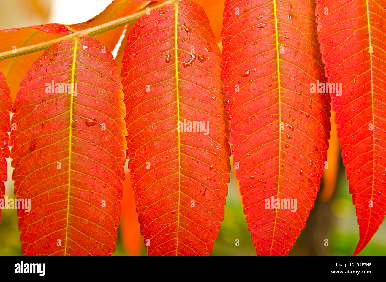 beautiful textured red leaves closeup Stock Photo - Alamy