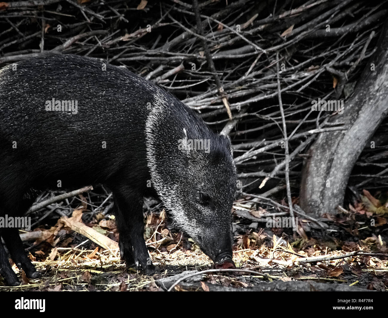 Shot of a boar while eating Stock Photo - Alamy