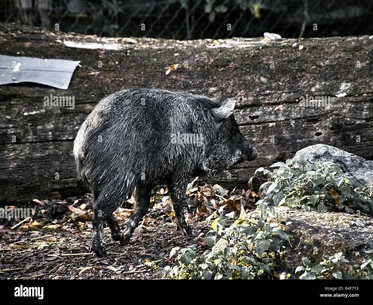 Boar pig in jungle hi-res stock photography and images - Alamy
