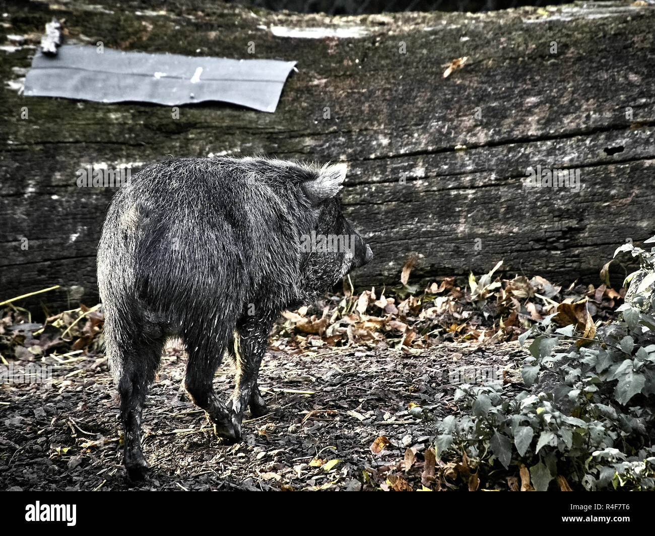 Boar pig in jungle hi-res stock photography and images - Alamy