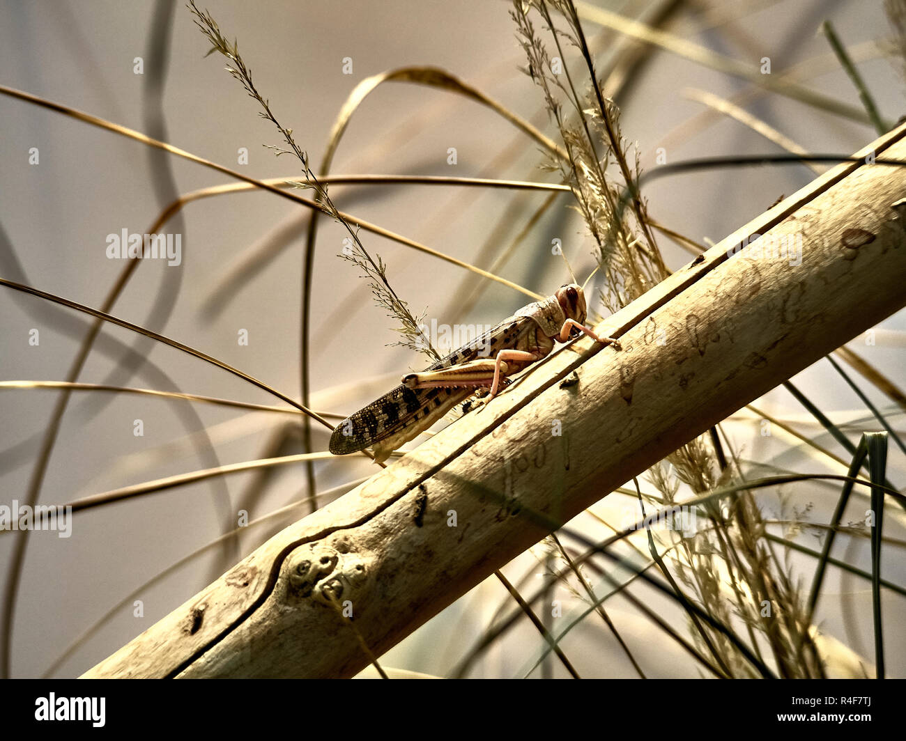 Close up view of a bug Stock Photo - Alamy