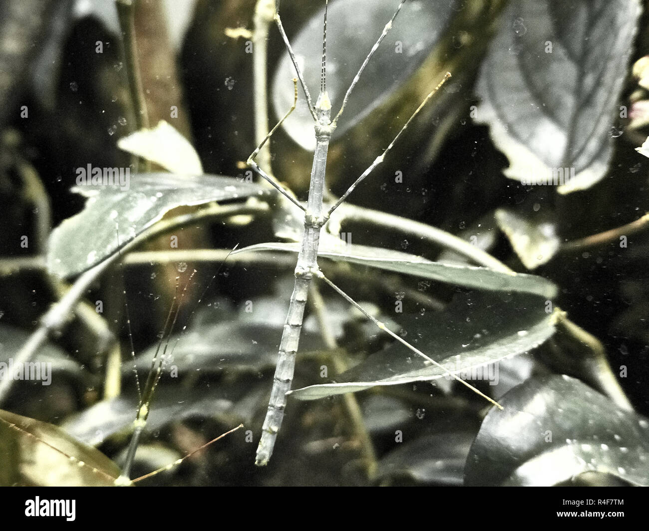 Bed bug art hi-res stock photography and images - Alamy