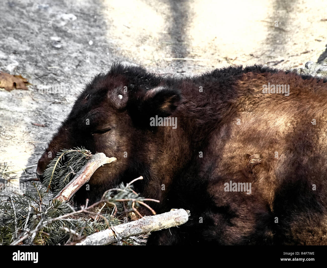 Shot of a buffalo relaxing at the zoo Stock Photo - Alamy