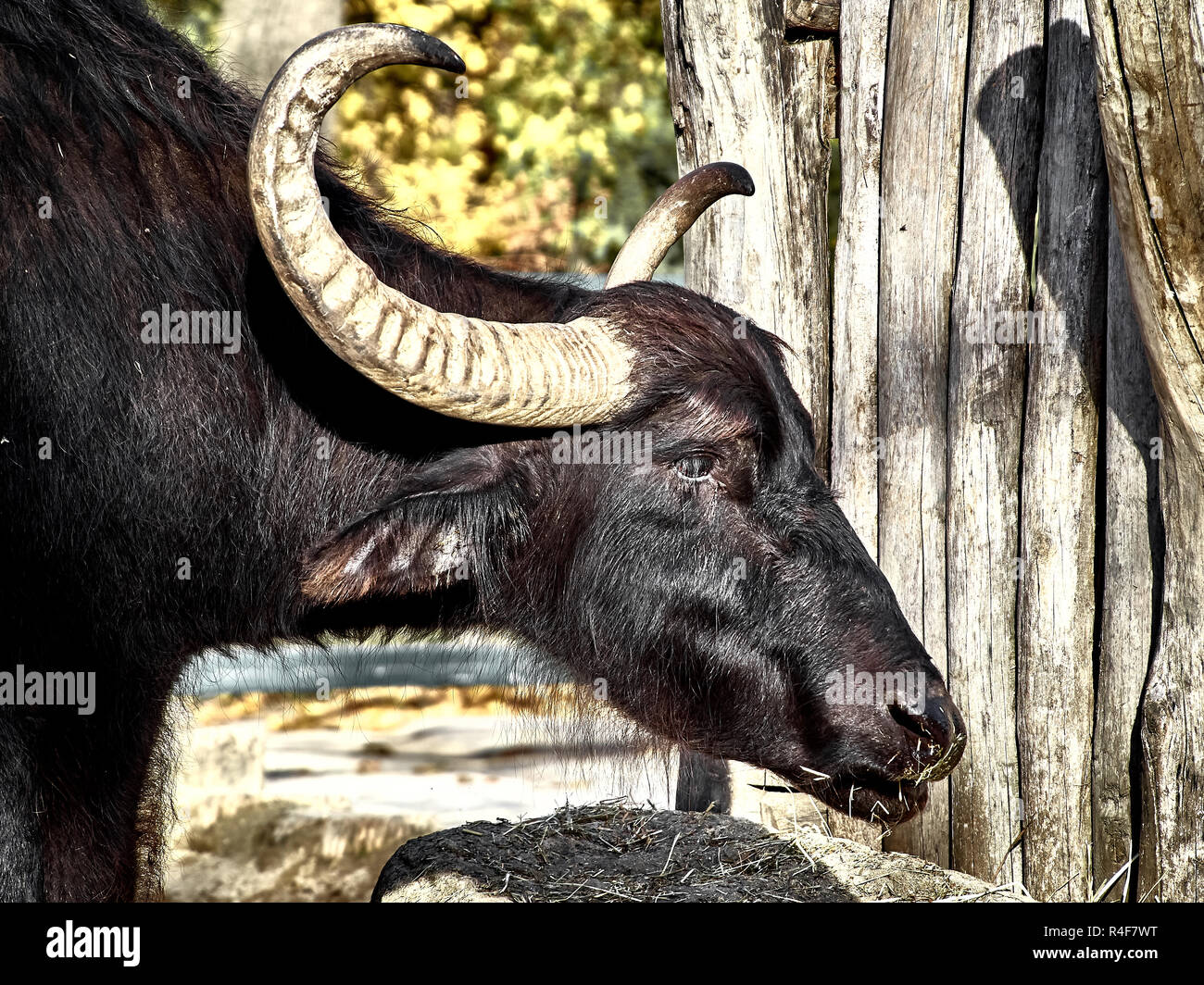 Zoo eating scene hi-res stock photography and images - Alamy