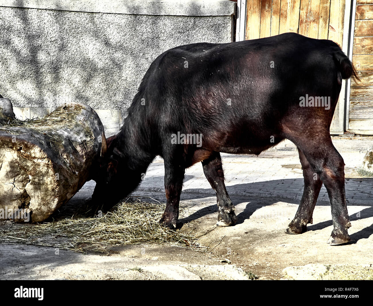 Zoo eating scene hi-res stock photography and images - Alamy