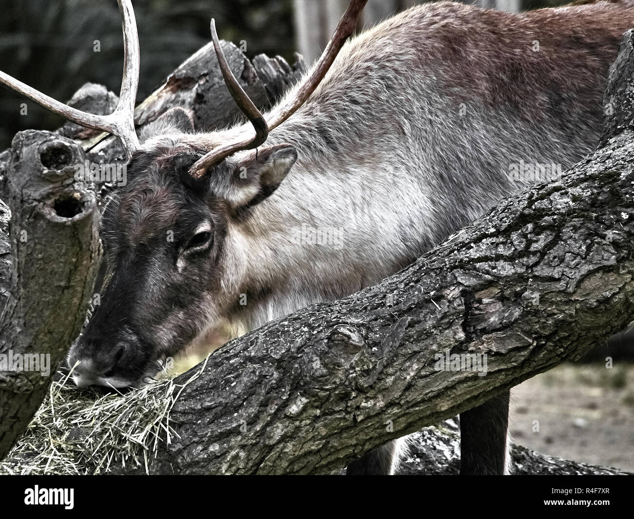 Shot of a reindeer at the zoo Stock Photo - Alamy