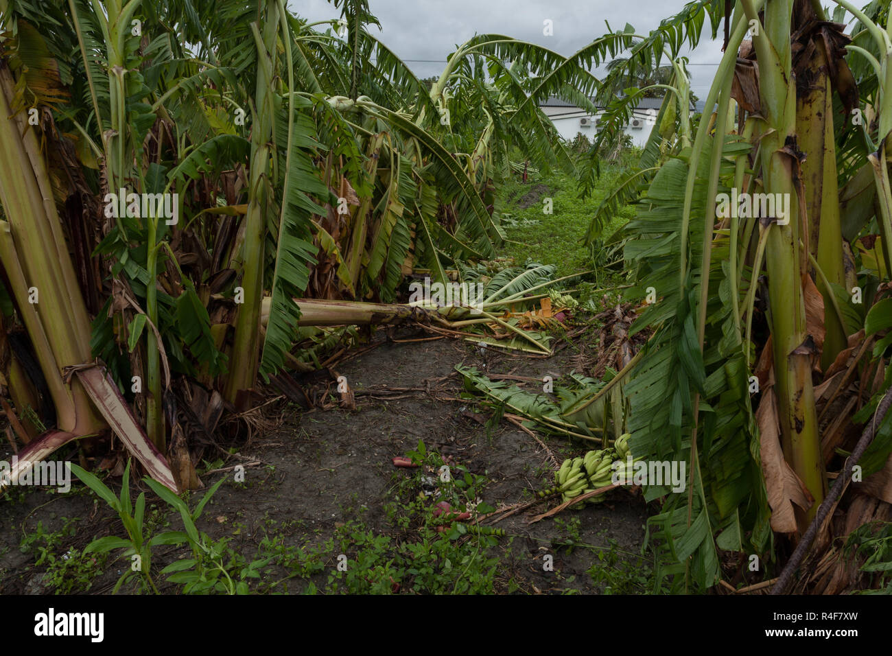 Typhoon Morakot damages banana plantation in Ji’an Township, Hualien as ...