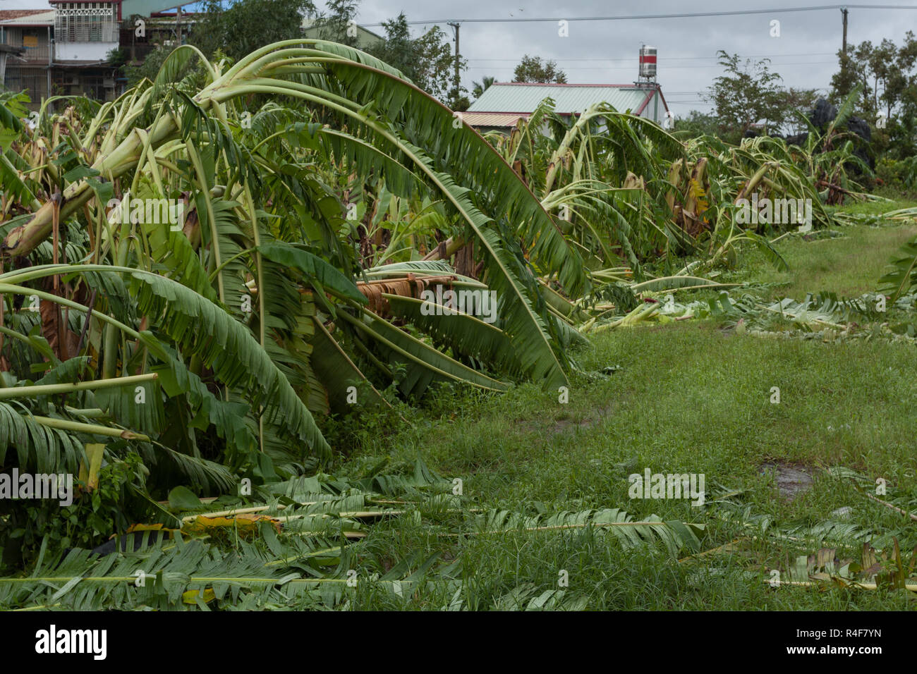 Typhoon Morakot damages banana plantation in Ji’an Township, Hualien as ...
