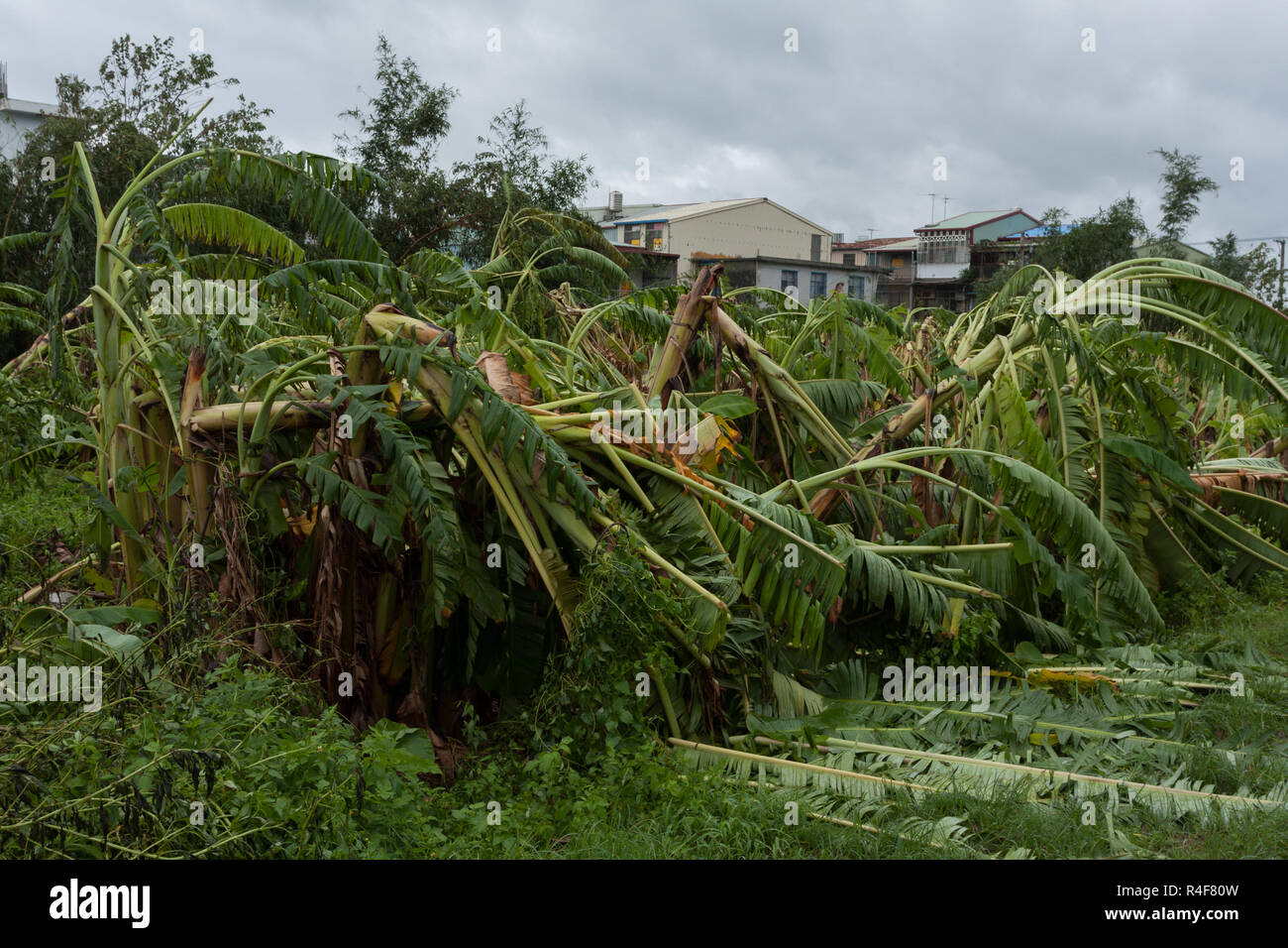 Typhoon Morakot damages banana plantation in Ji’an Township, Hualien as ...
