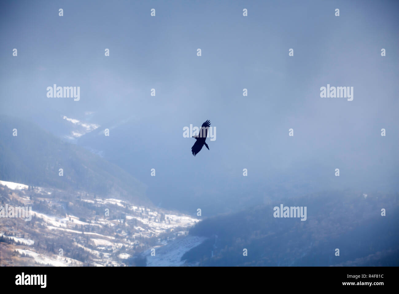 Bird flying over snowy mountains Stock Photo - Alamy