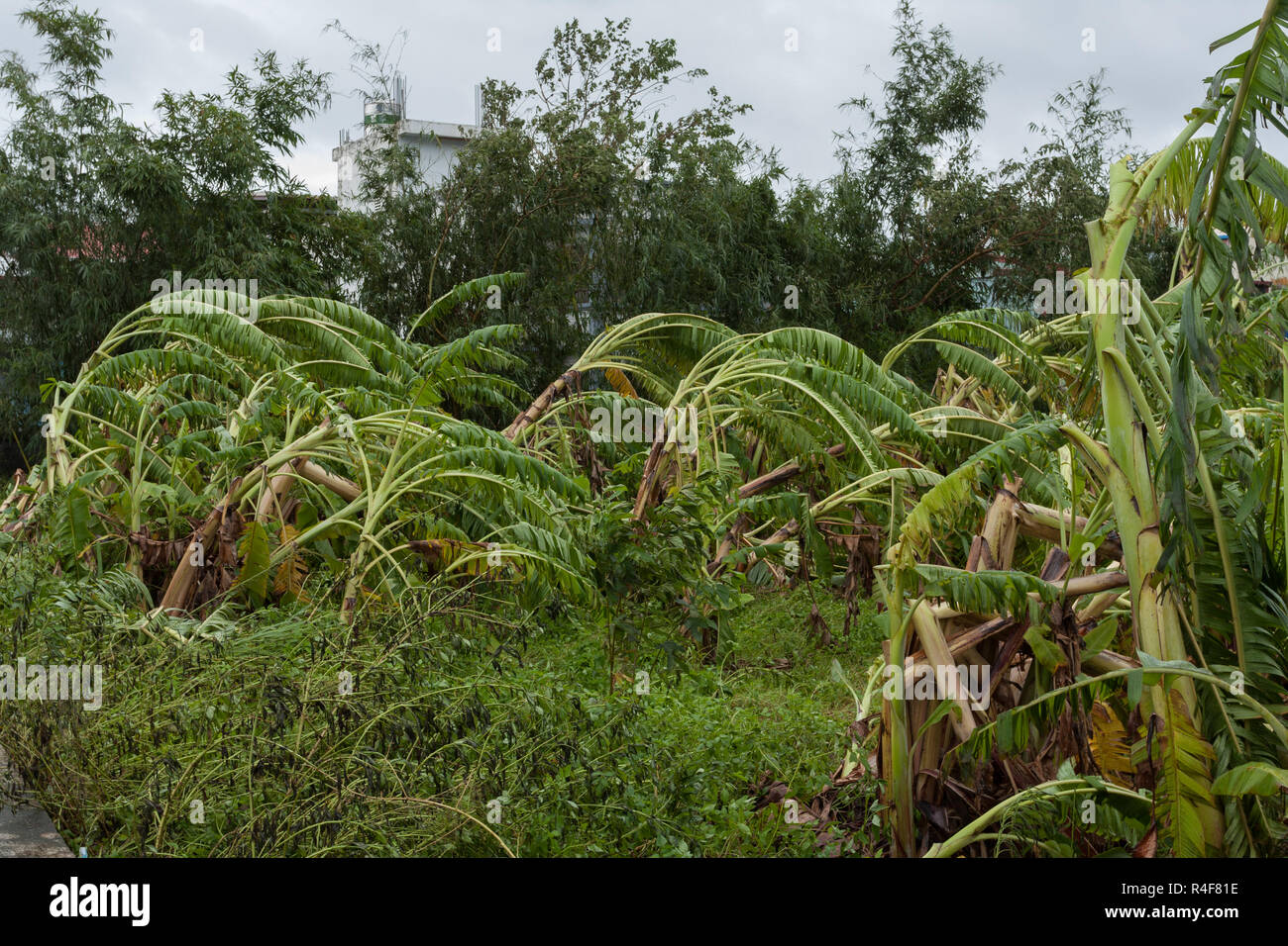Typhoon Morakot damages banana plantation in Ji’an Township, Hualien as ...