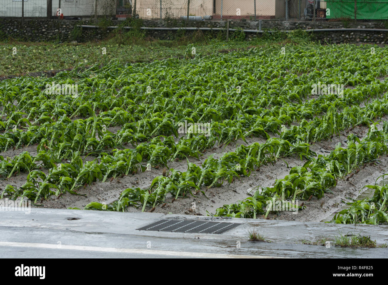 Typhoon Morakot damages corn plantation in Ji’an Township, Hualien as ...