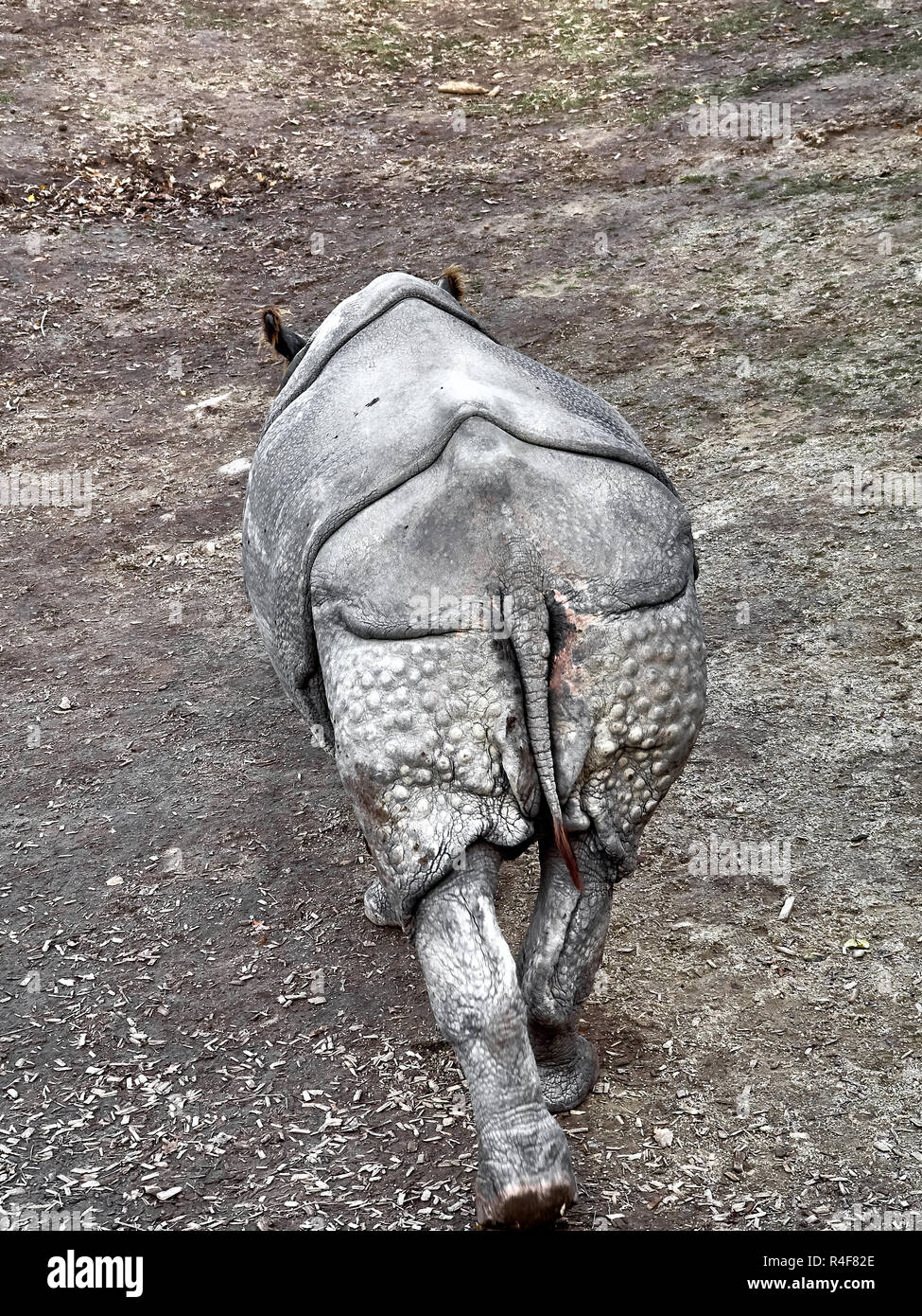 Black rhinoceros from endangered hi-res stock photography and images ...