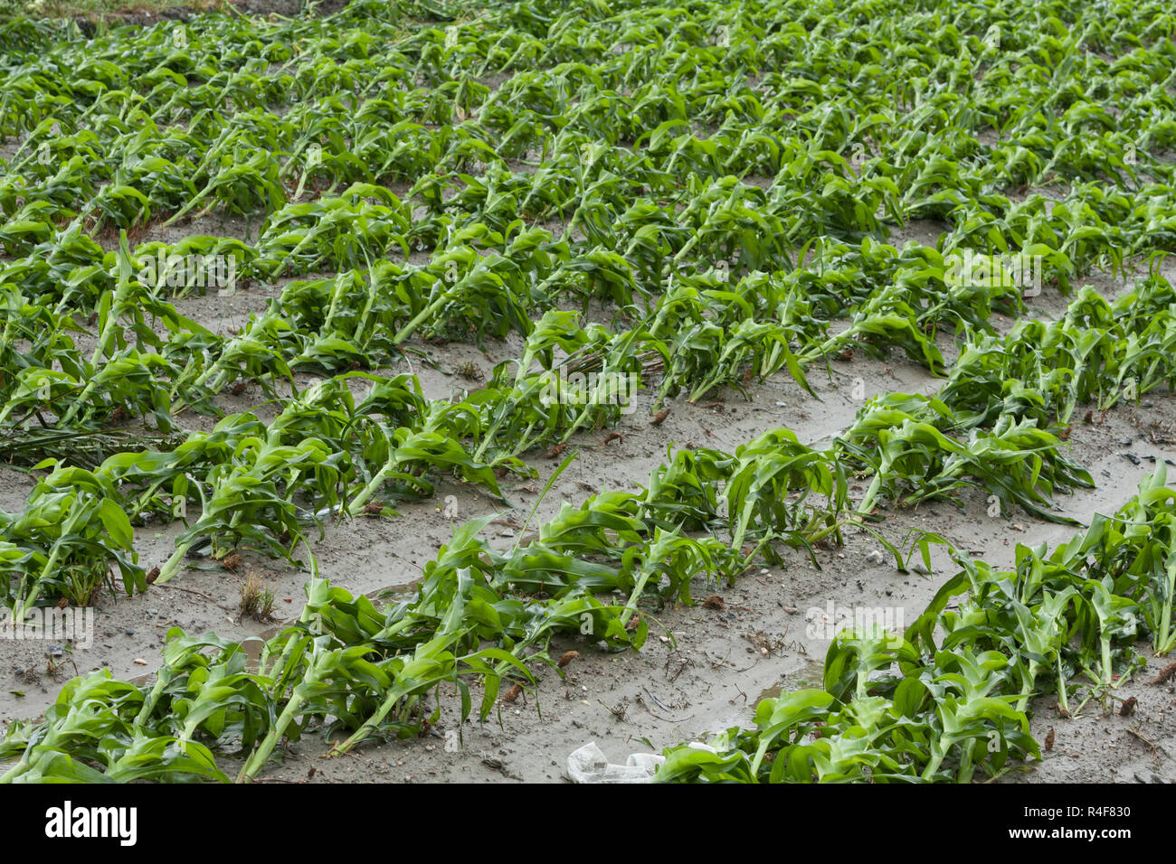 Typhoon Morakot damages corn plantation in Ji’an Township, Hualien as ...
