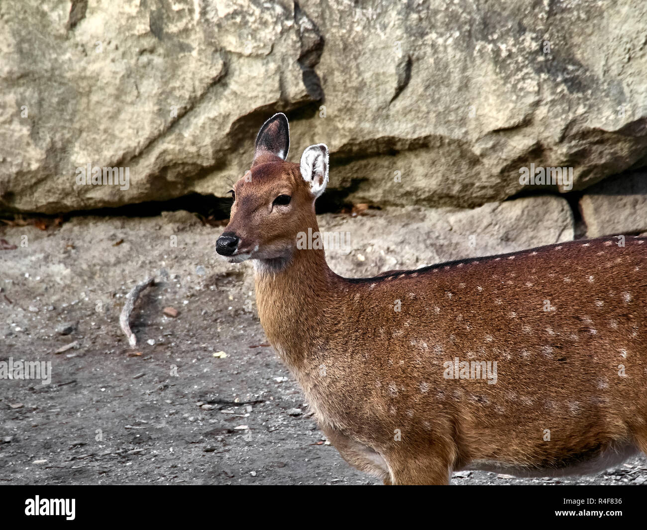 Shot of a nice doe at the zoo Stock Photo - Alamy