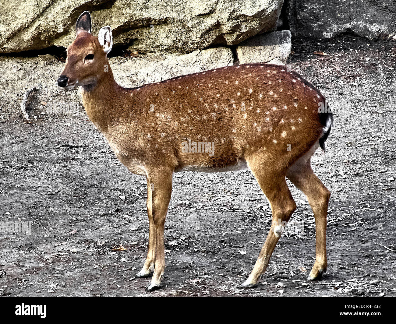Shot of a nice doe at the zoo Stock Photo - Alamy