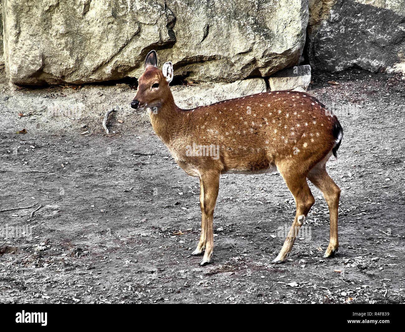 Nice deer shot hi-res stock photography and images - Alamy
