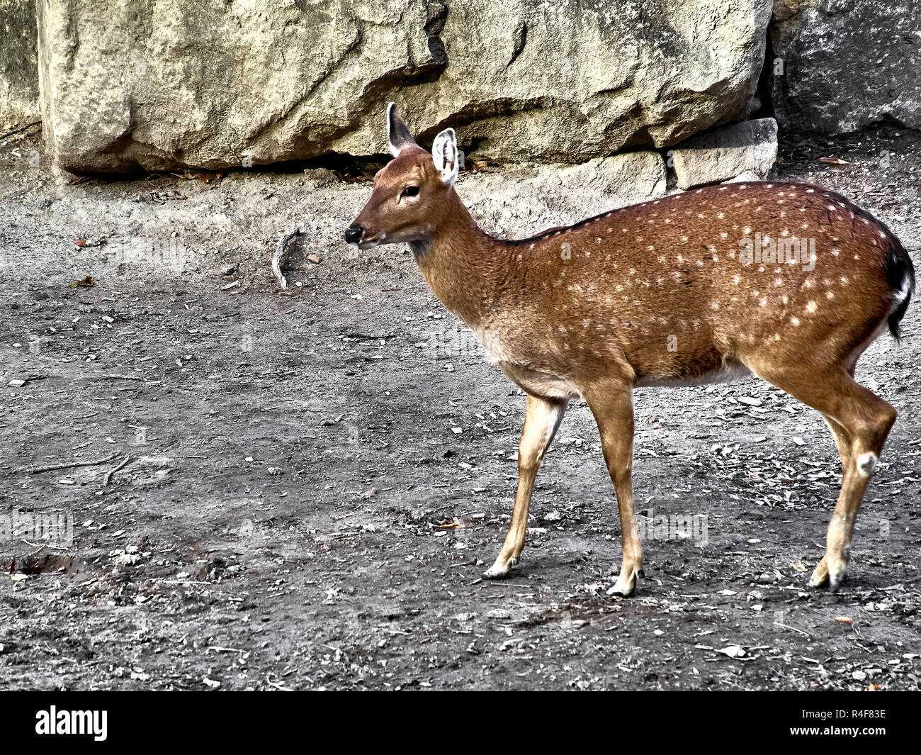 Shot of a nice doe at the zoo Stock Photo - Alamy