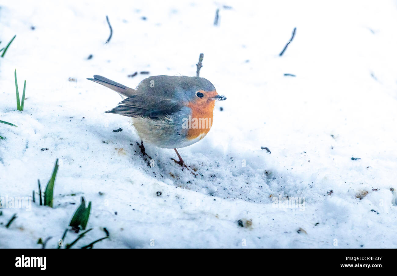 A robin in the snow Stock Photo - Alamy