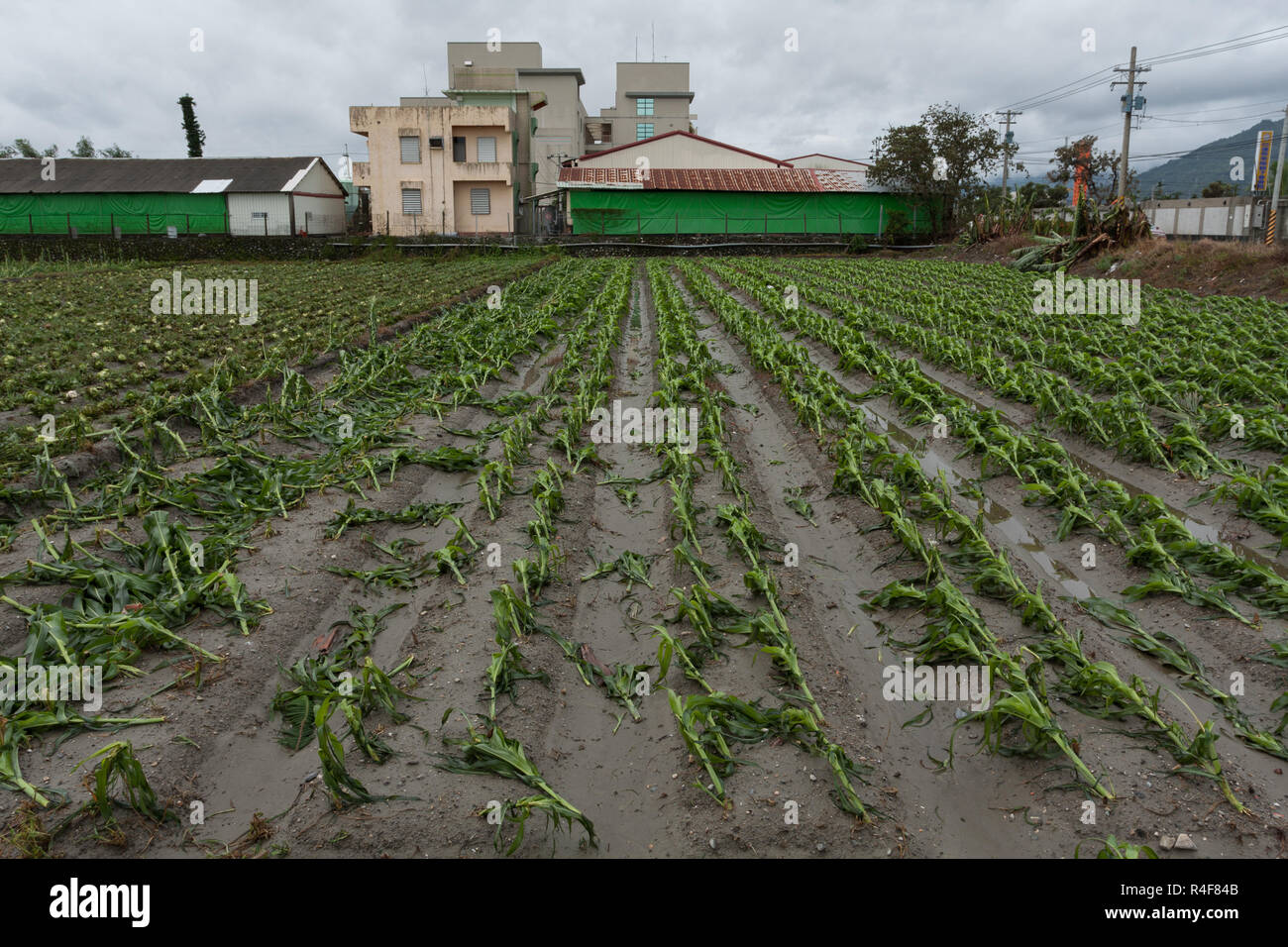 Typhoon Morakot damages corn plantation in Ji’an Township, Hualien as ...