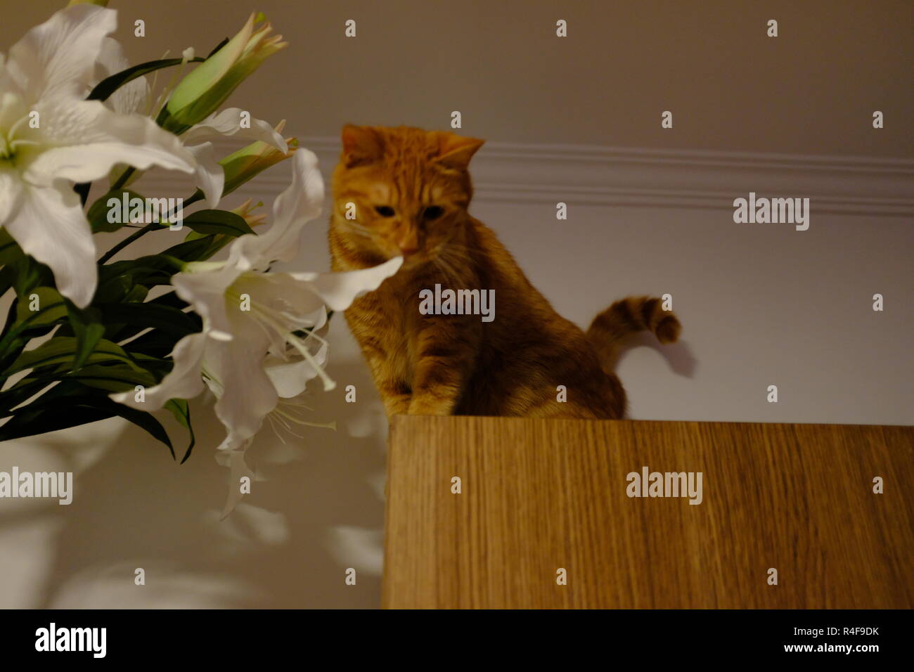 Cute tabby cat touching flowers Stock Photo - Alamy