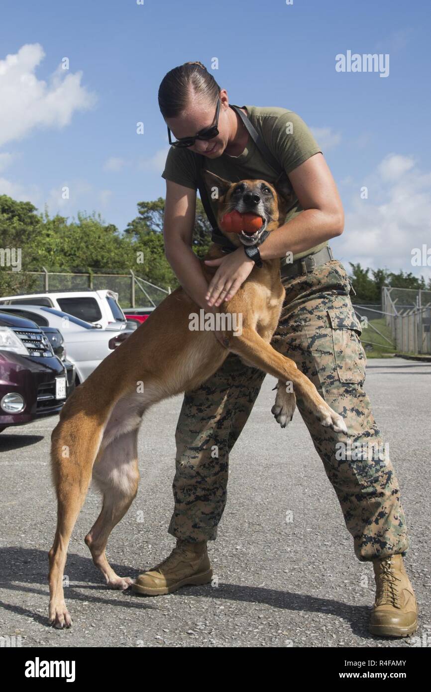 U.S. Marine Cpl. Jenna Cauble, dog handler, with Provost Marshalls ...