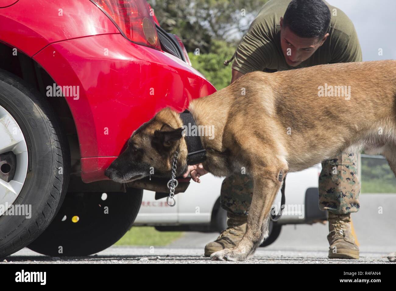 Narcotics and explosives detection hi-res stock photography and images ...