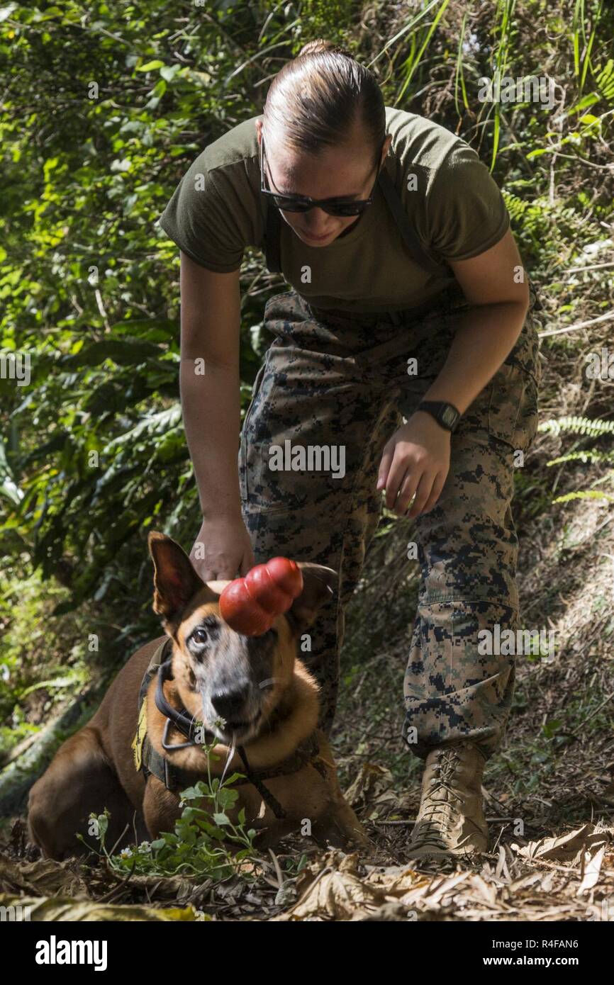 U.S. Marine Cpl. Jenna Cauble, dog handler, with Provost Marshalls ...