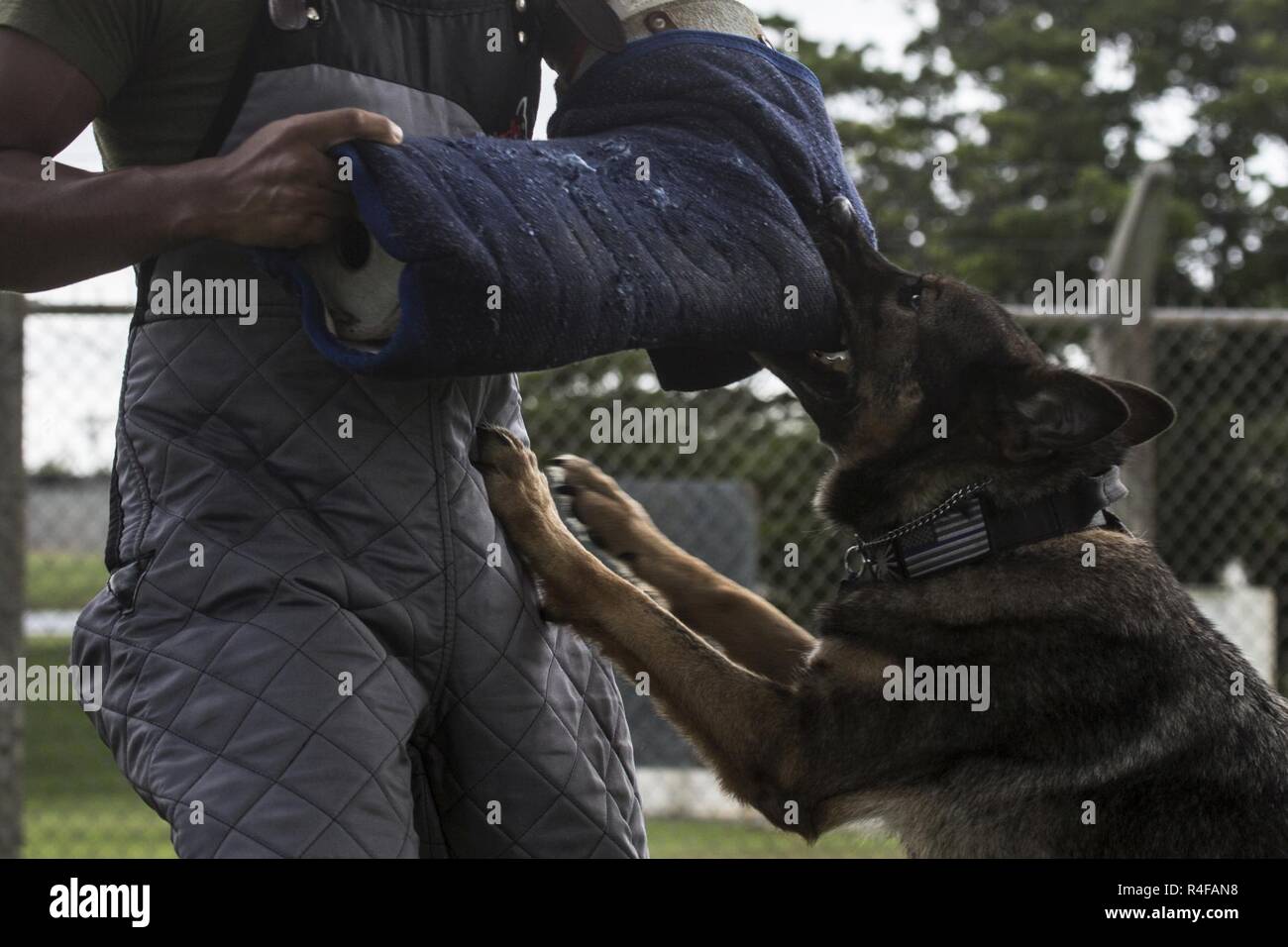 U.S. Marine Lance Cpl. Jose Ruiz, dog handler, with Provost Marshalls ...
