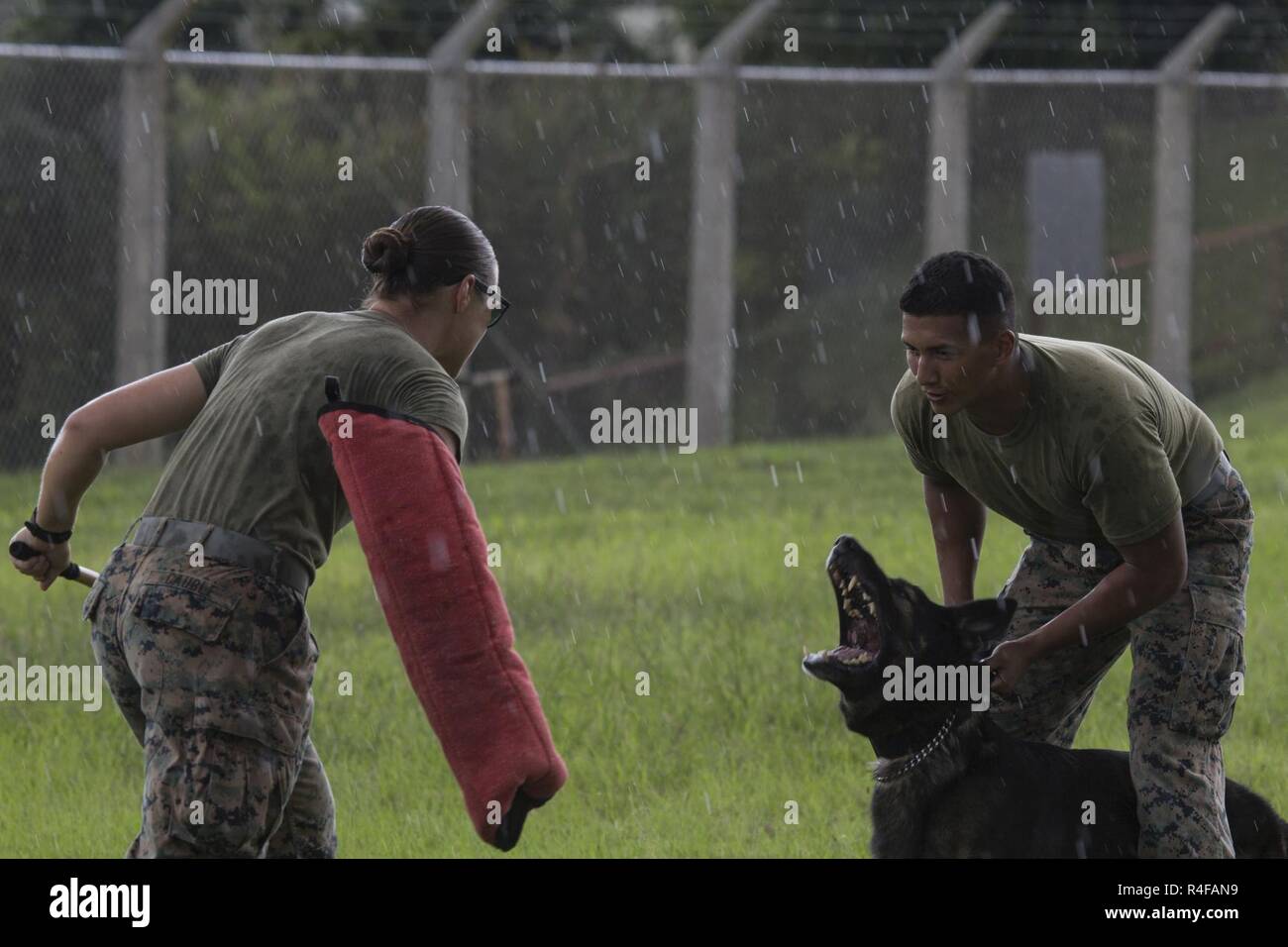 U.S. Marine Cpl. Jenna Cauble, dog handler, with Provost Marshalls ...