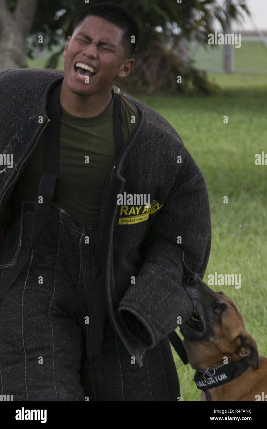 U.S. Marine Lance Cpl. Jose Ruiz, dog handler, with Provost Marshalls ...