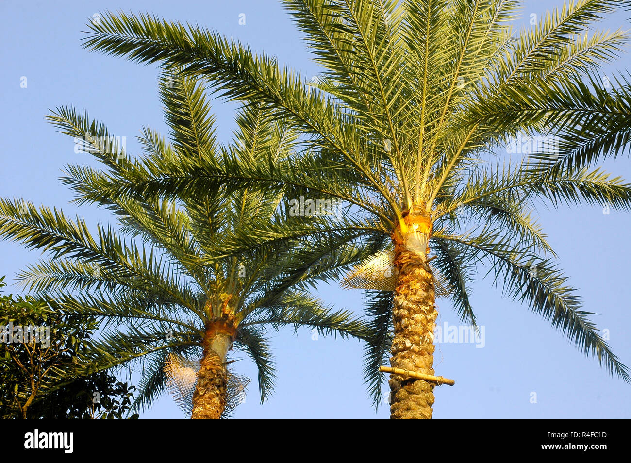 Date palm tree. Durgapur, Netrokona, Bangladesh Stock Photo - Alamy