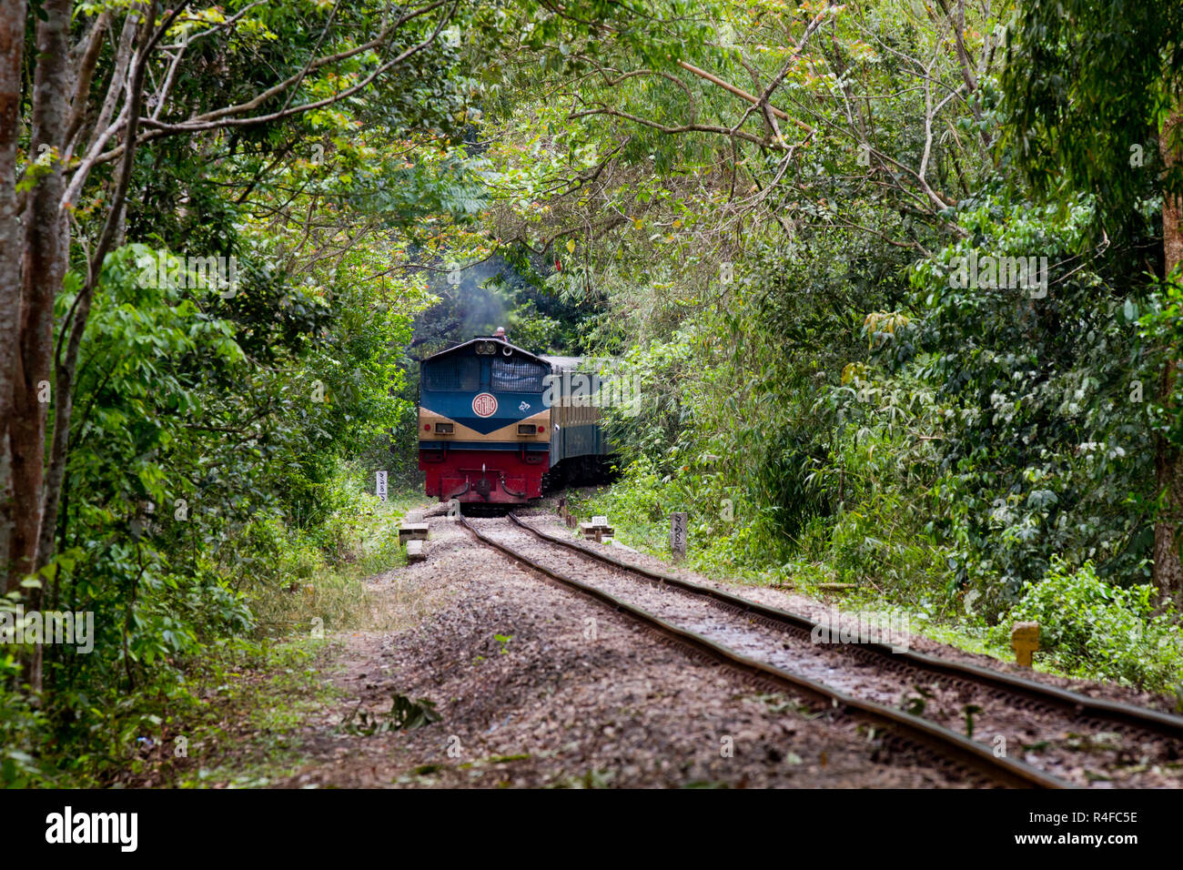 Railway through forest hi-res stock photography and images - Alamy