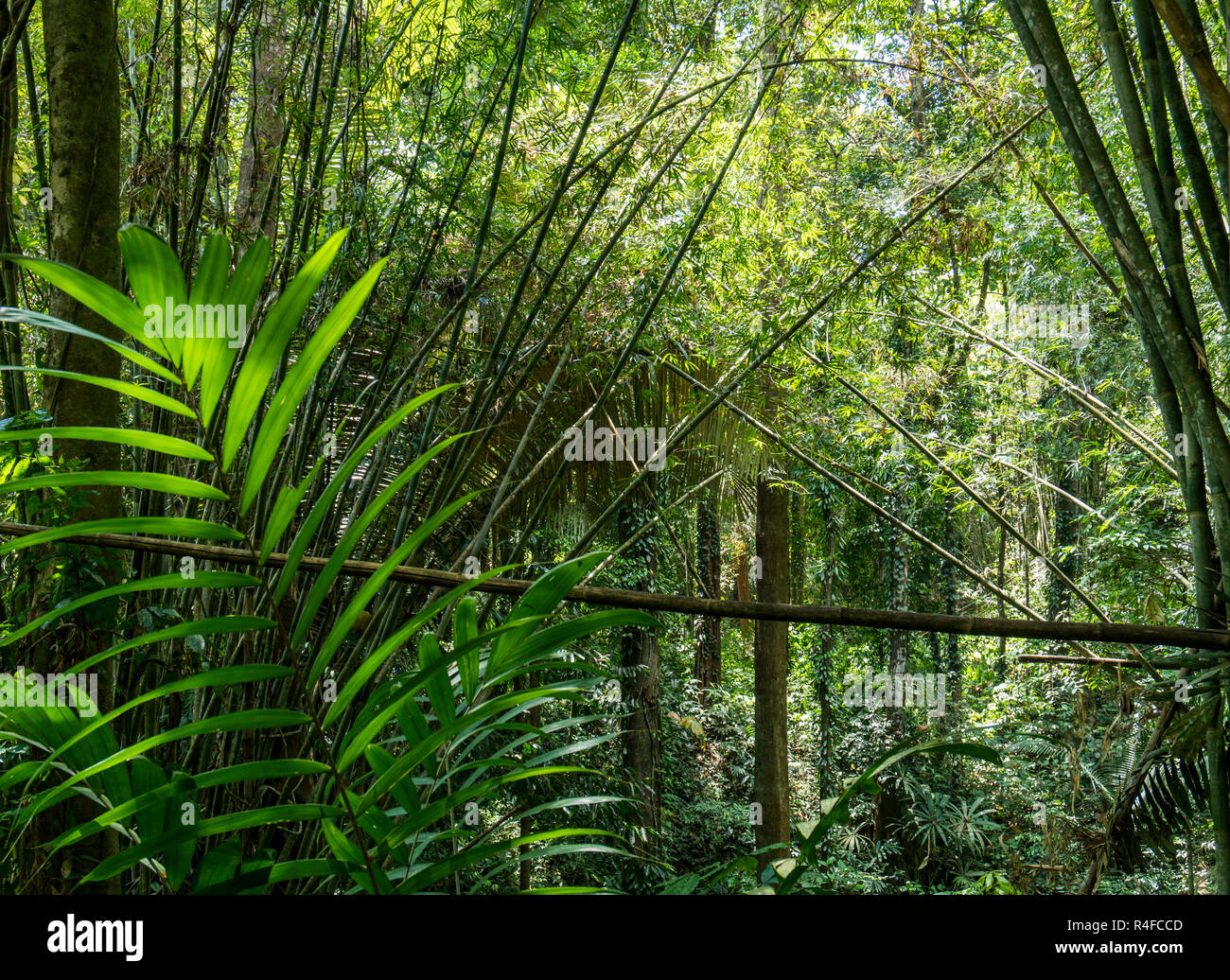 Chinese jungles hi-res stock photography and images - Alamy