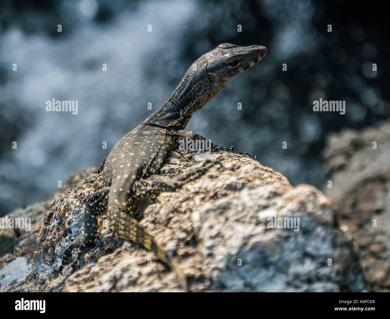 Little Cub of Monitor Lizard on the stone near a waterfall Stock Photo ...