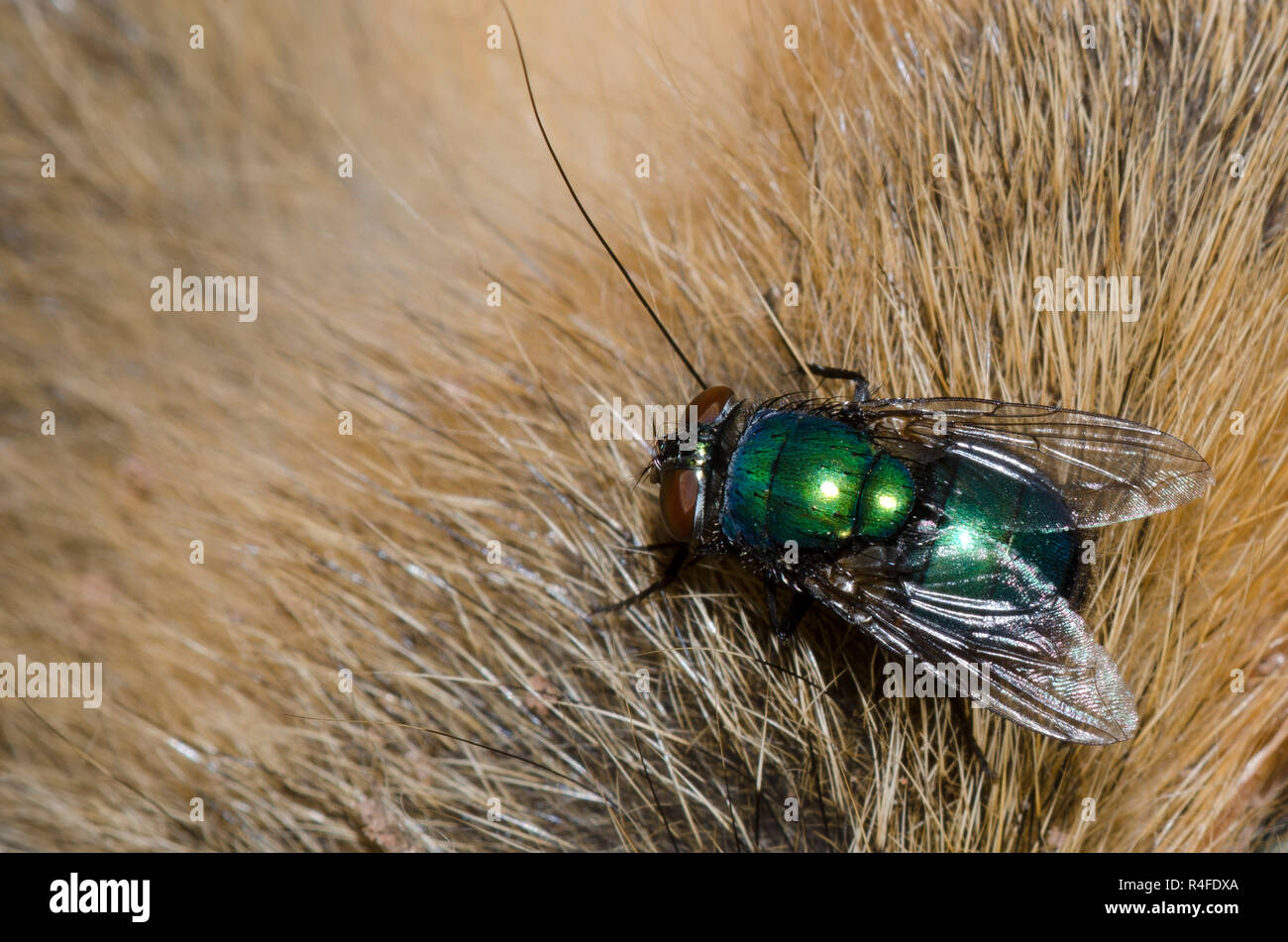 Dead gray squirrel hi-res stock photography and images - Alamy
