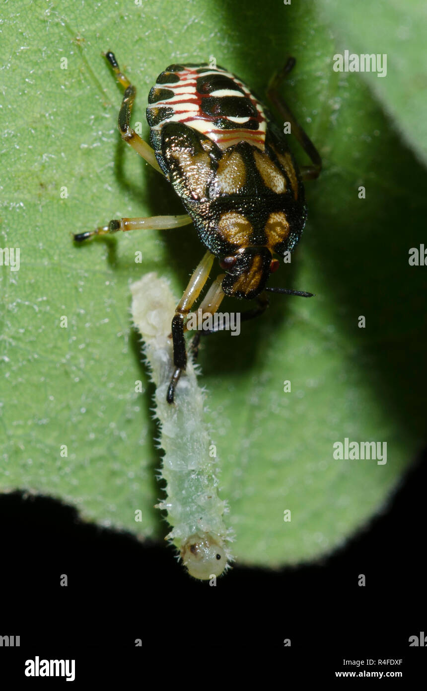 Hemiptera larva hi-res stock photography and images - Alamy