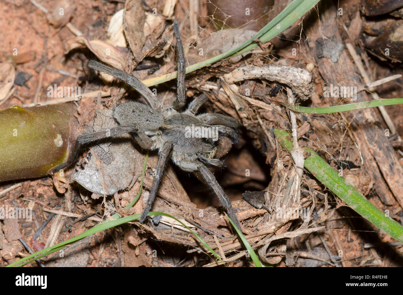 Carolina Wolf Spider, Hogna carolinensis, at burrow entrance Stock ...