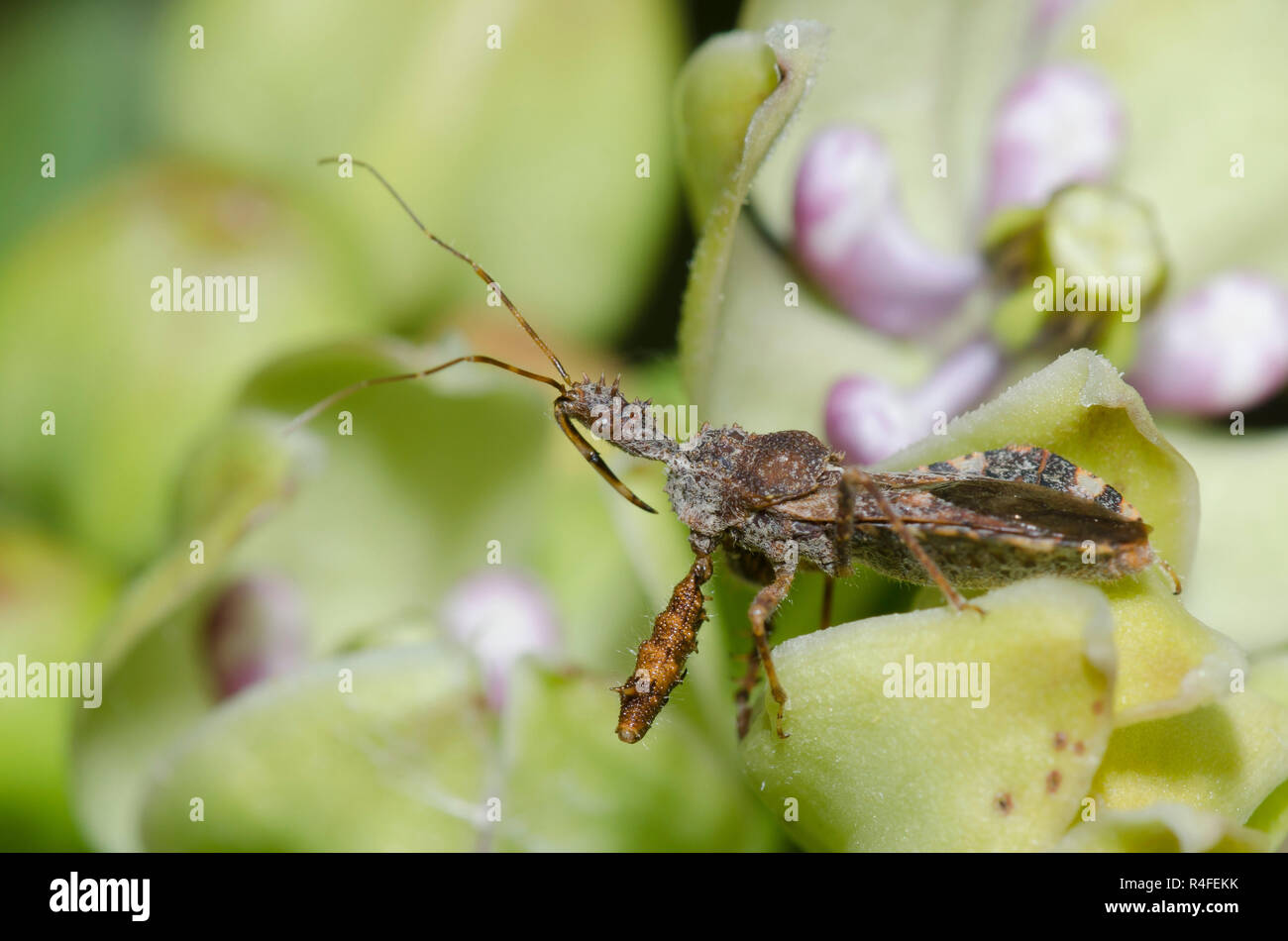 Sinea sp hi-res stock photography and images - Alamy