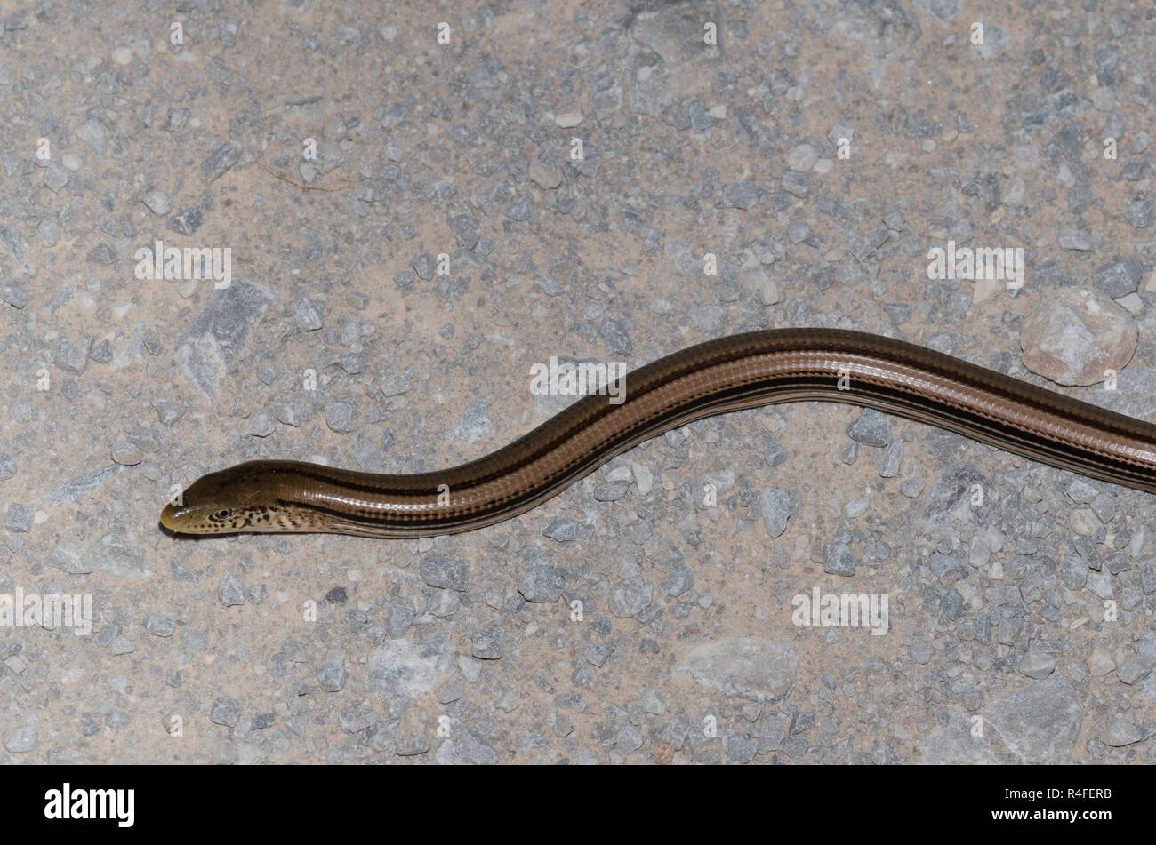 Western Slender Glass Lizard, Ophisaurus attenuatus Stock Photo - Alamy