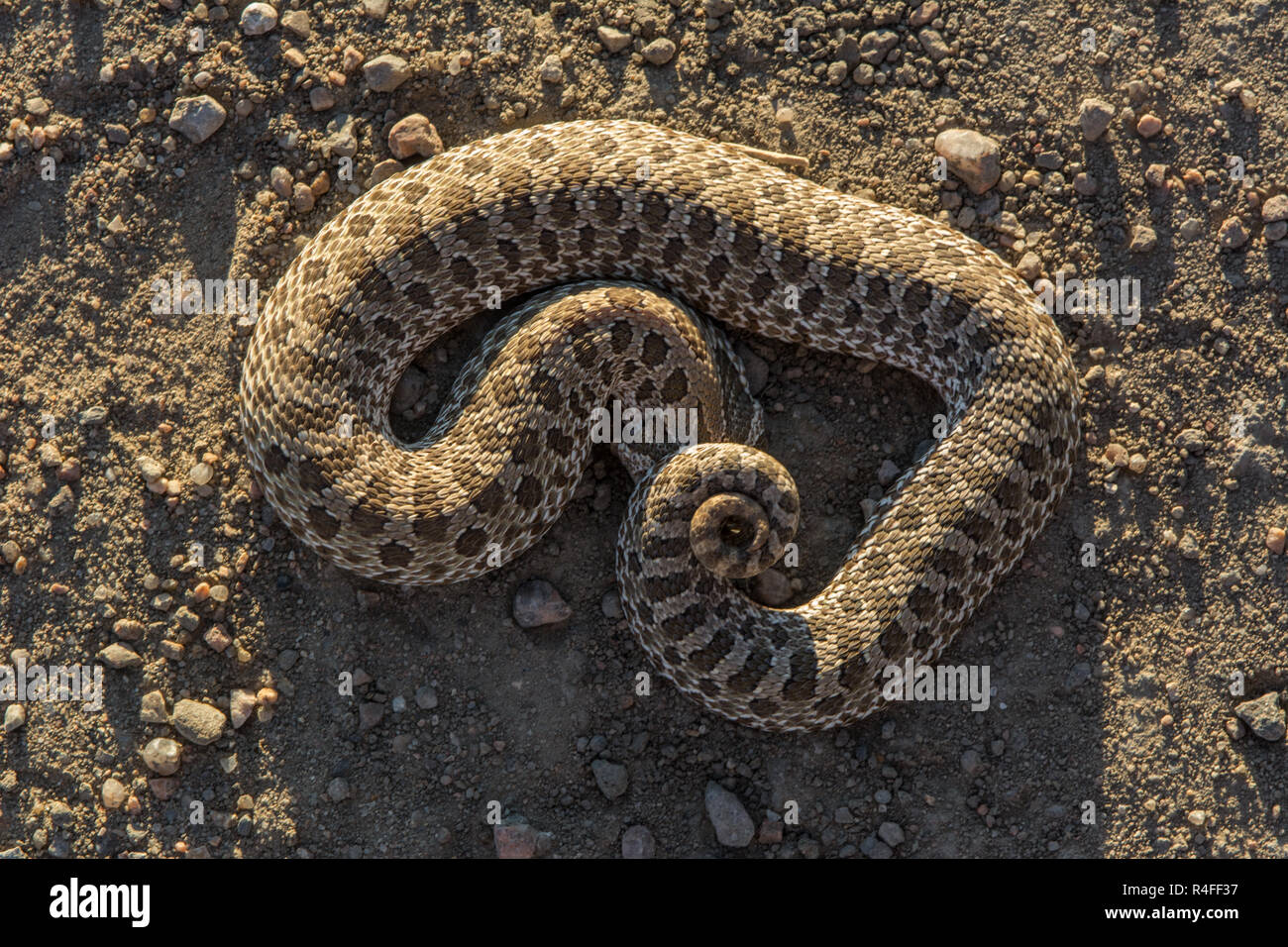 Plains Hog-nosed Snake (Heterodon nasicus) from Prowers County ...