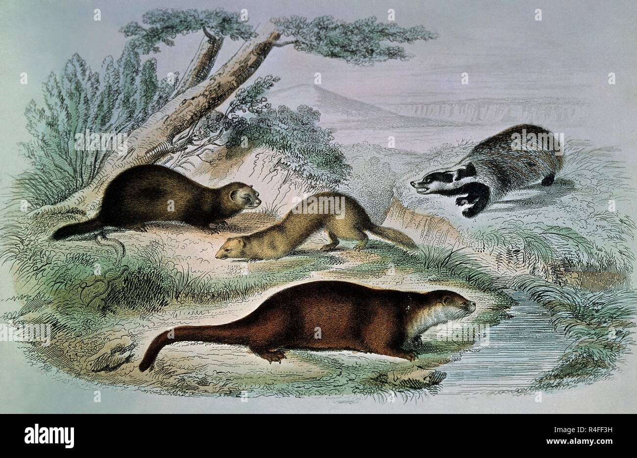 GRABADO-HURON-NUTRIA-TEJON-TURON. Location: PRIVATE COLLECTION. MADRID ...