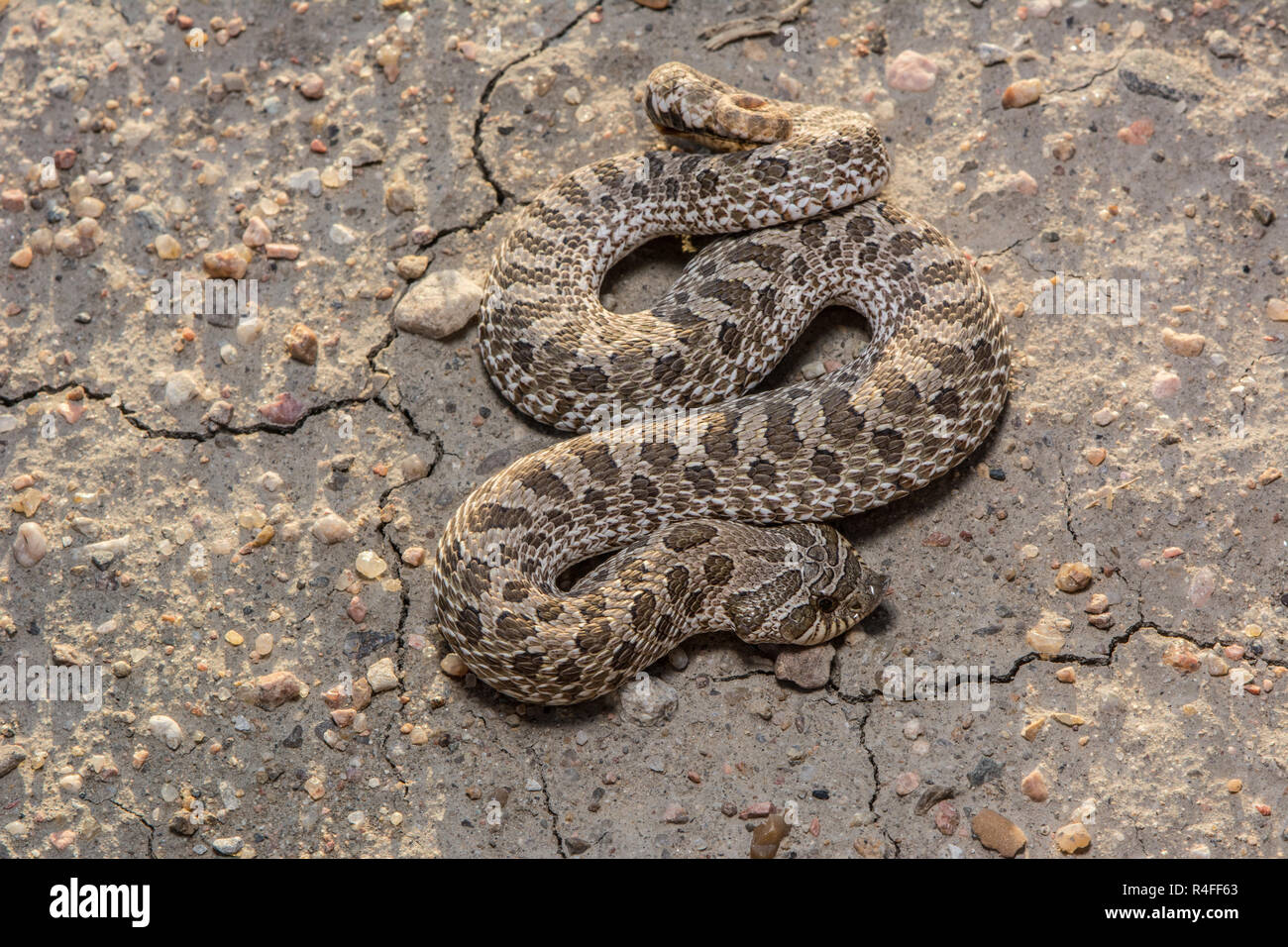 Plains Hog-nosed Snake (Heterodon nasicus) from Prowers County ...