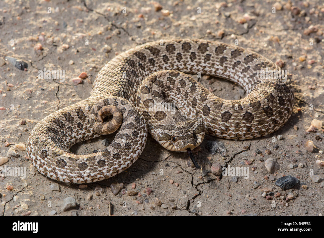 Plains Hog-nosed Snake (Heterodon nasicus) from Prowers County ...