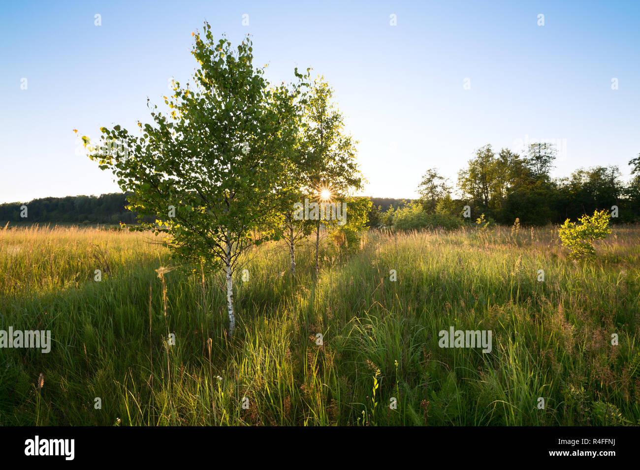 Lush green woodland glade hi-res stock photography and images - Alamy