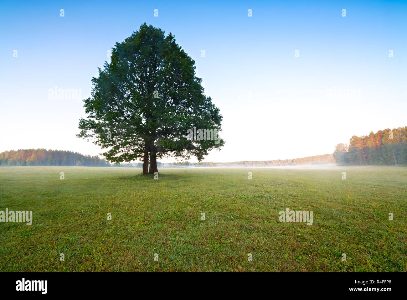 Alone fog one single hi-res stock photography and images - Alamy