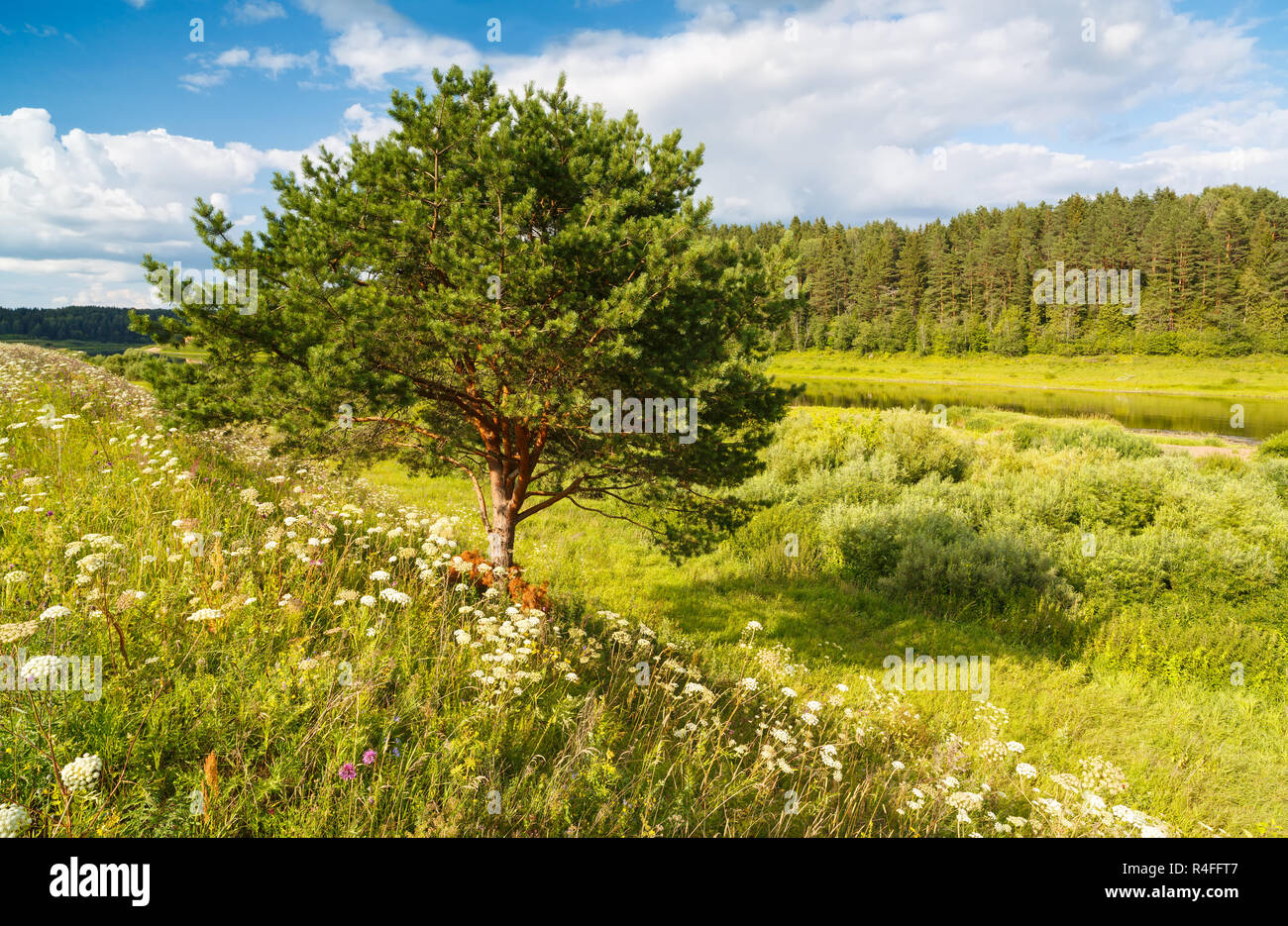 Pine tree standing alone in hi-res stock photography and images - Alamy