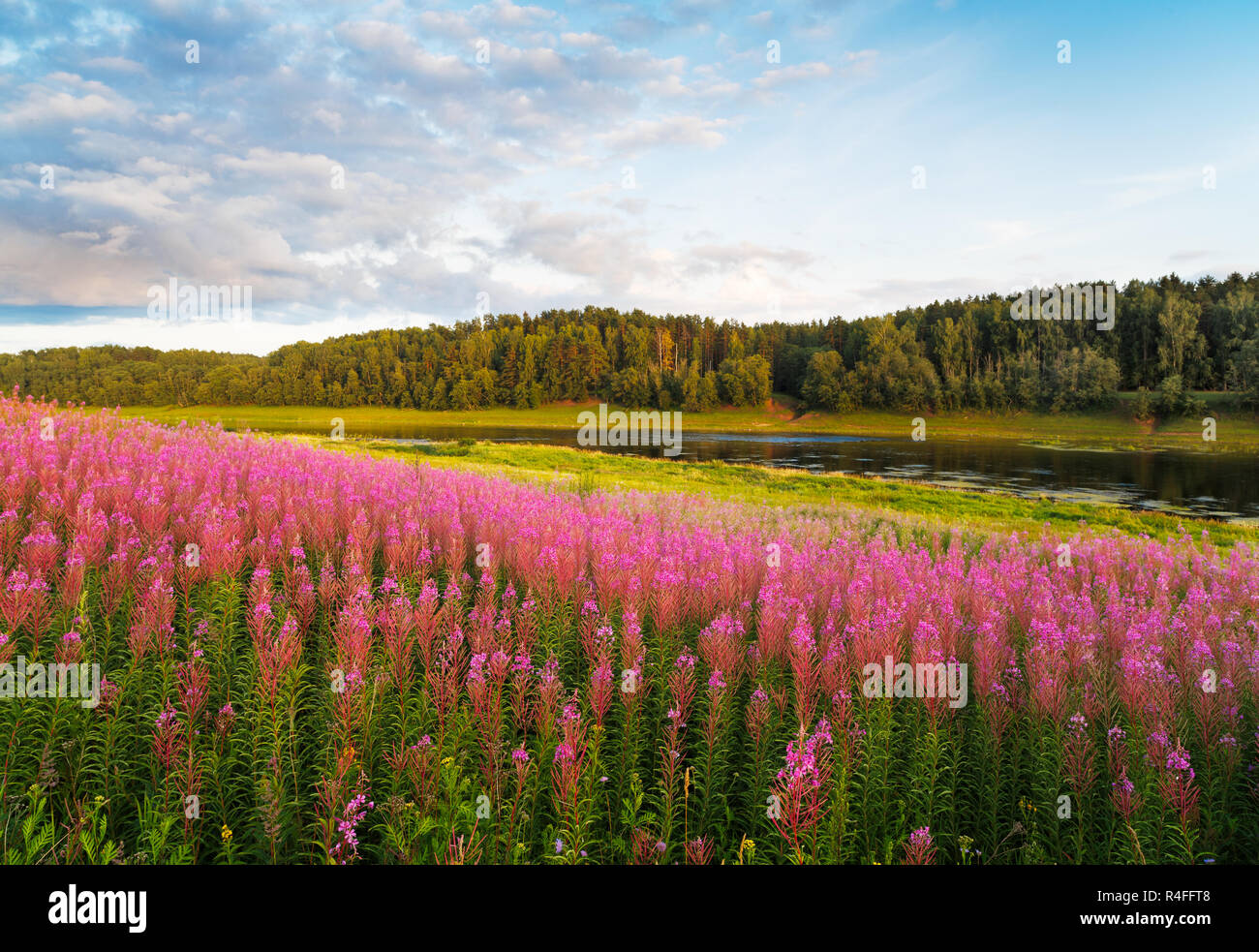 landscape summer fantastically bright red wild flowers river forest on ...