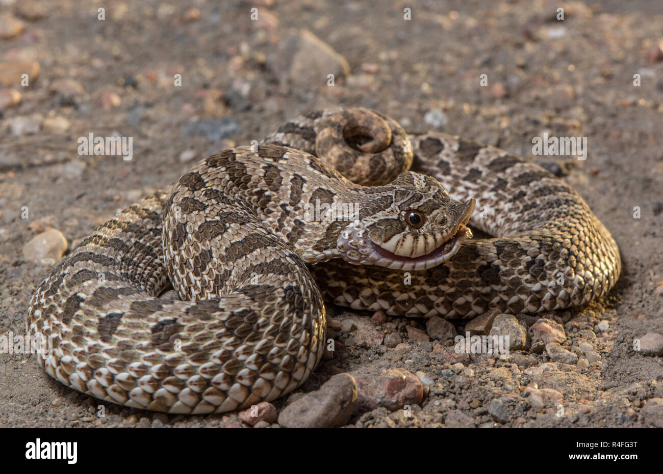 Plains Hog-nosed Snake (Heterodon nasicus) from Prowers County ...