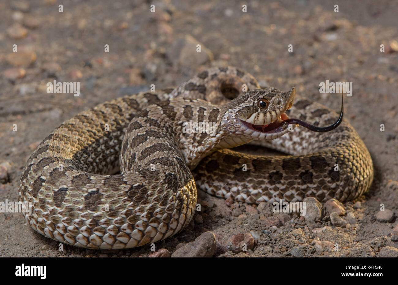 Plains Hog-nosed Snake (Heterodon nasicus) from Prowers County ...
